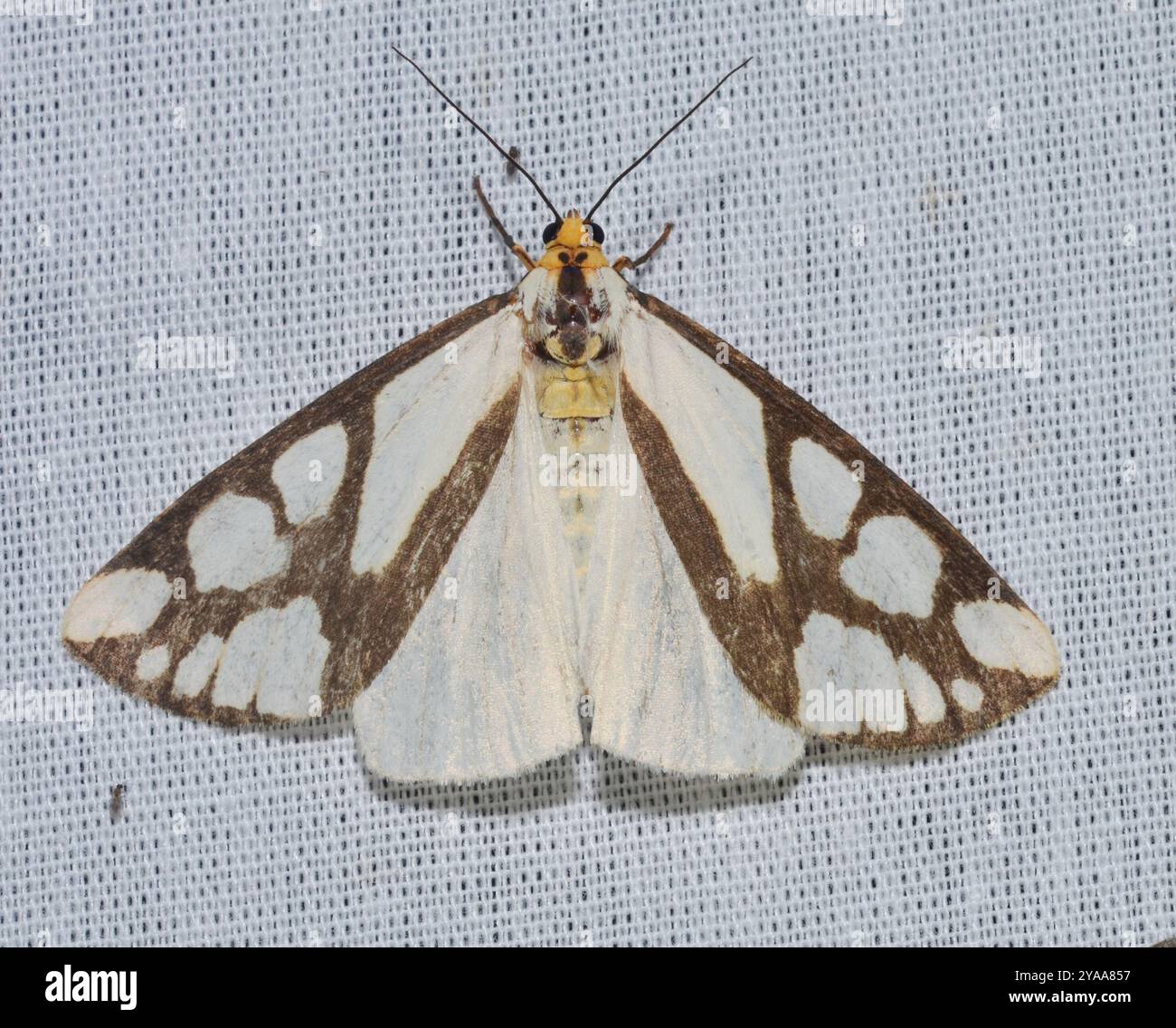 Reversed Haploa Moth (Haploa reversa) Insecta Stock Photo - Alamy
