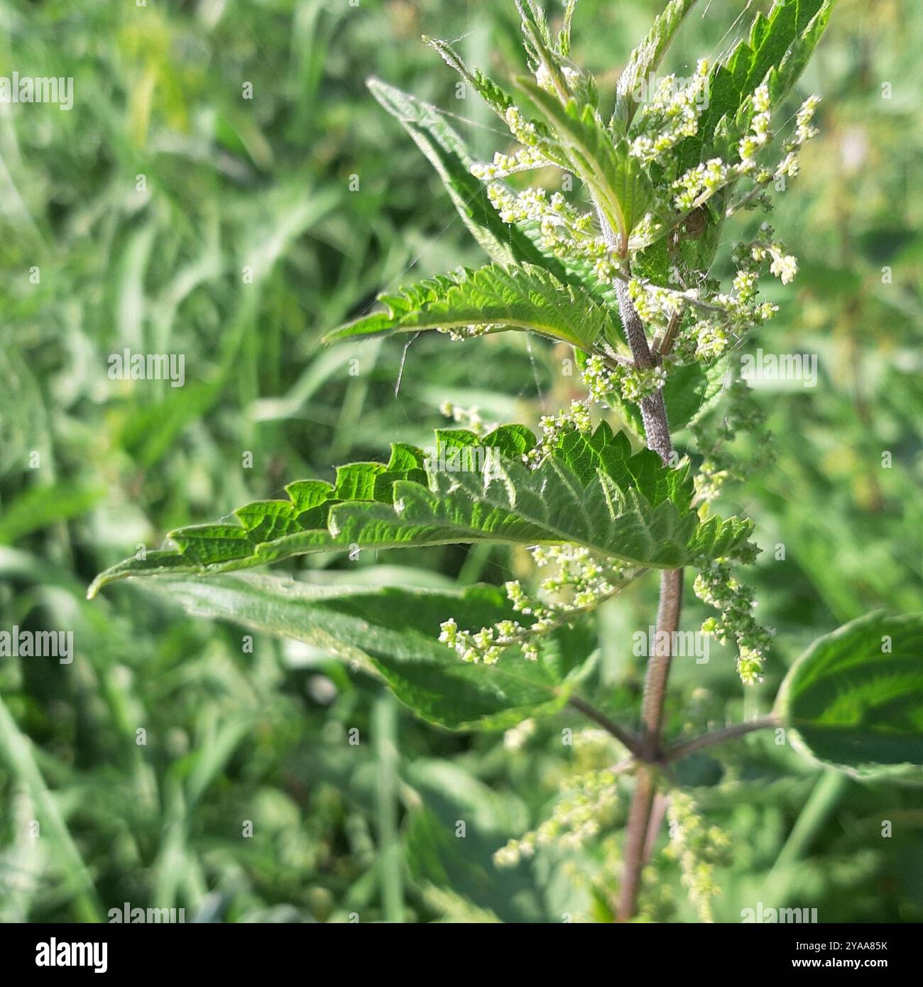 great stinging nettle (Urtica dioica) Plantae Stock Photo - Alamy