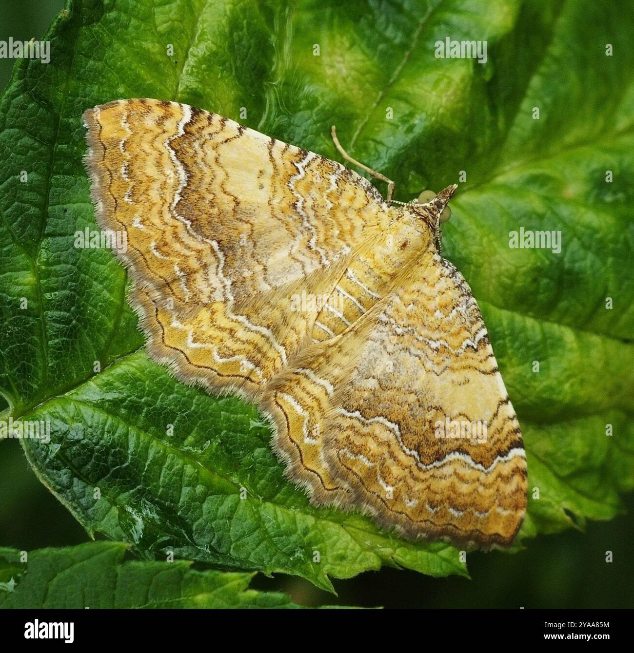 Yellow Shell Moth (Camptogramma bilineata) Insecta Stock Photo - Alamy