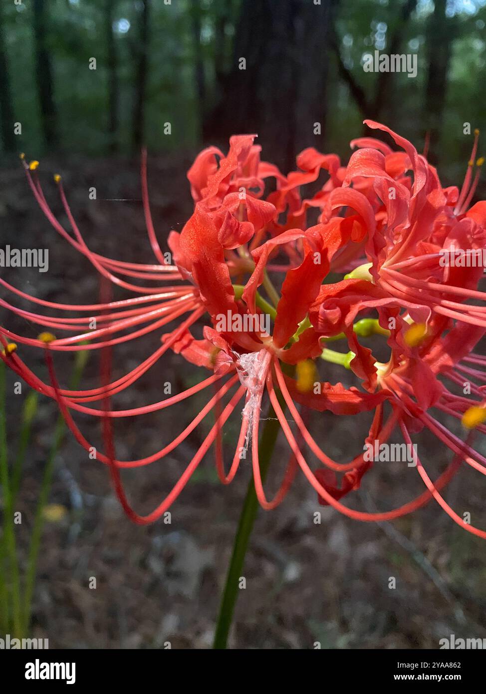 red spider lily (Lycoris radiata) Plantae Stock Photo - Alamy