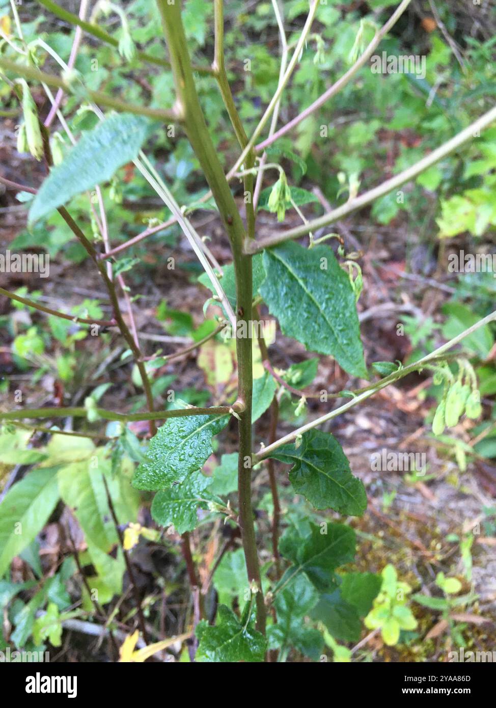 rattlesnake roots (Nabalus) Plantae Stock Photo - Alamy