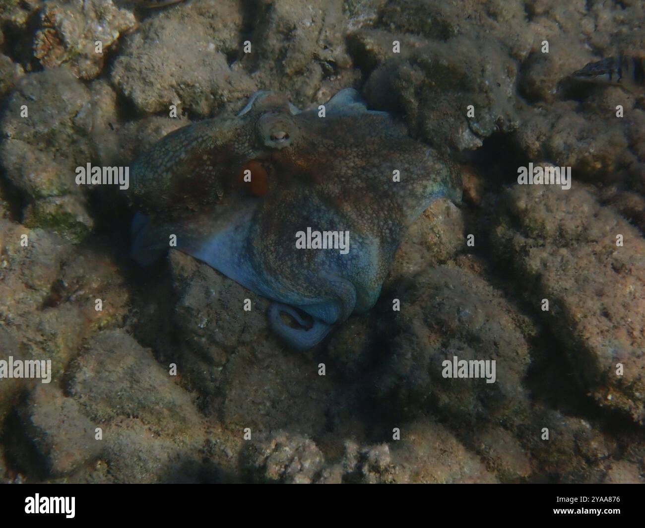 Common Octopus (Octopus vulgaris) Mollusca Stock Photo - Alamy