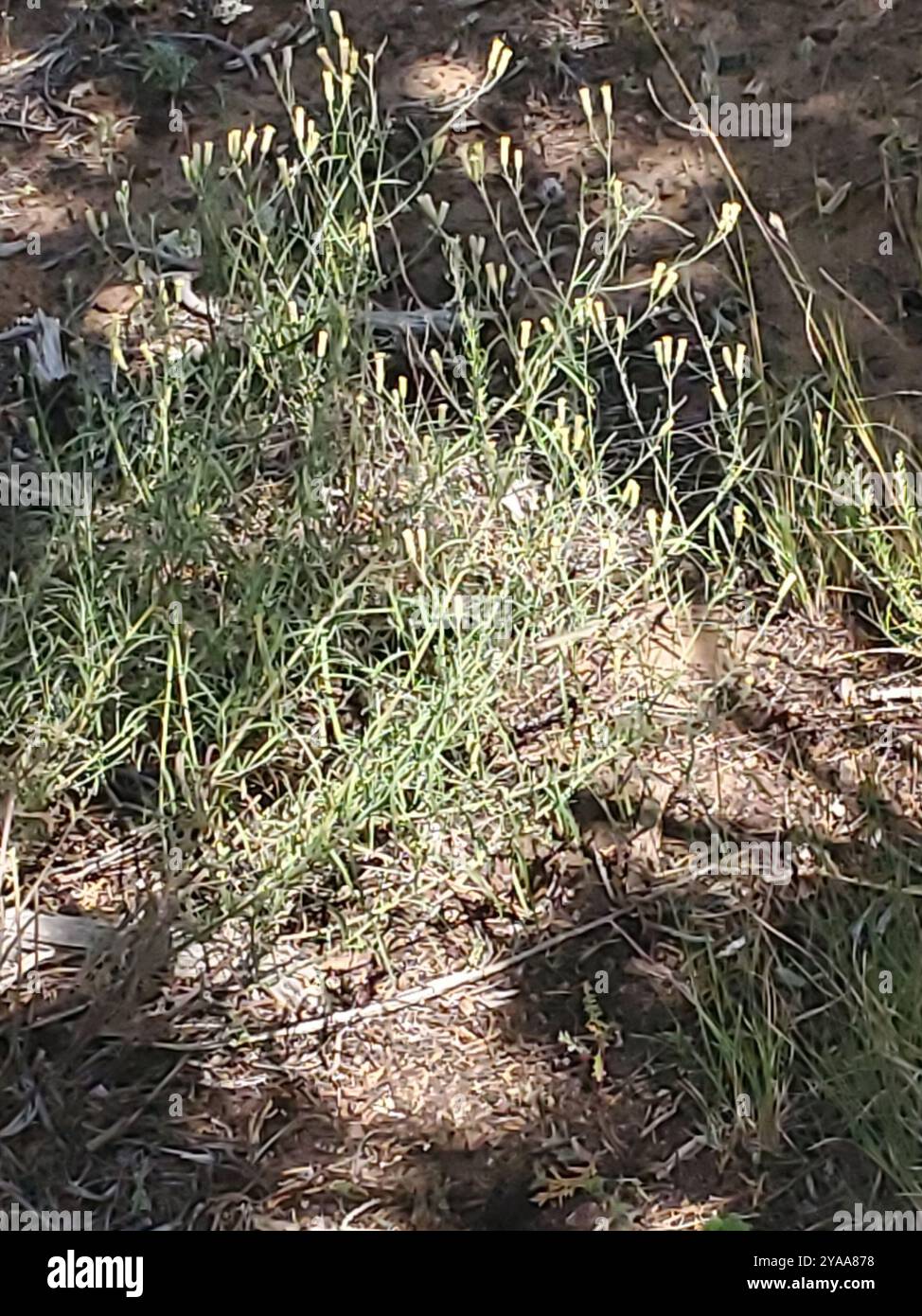 False Boneset (Brickellia eupatorioides) Plantae Stock Photo - Alamy