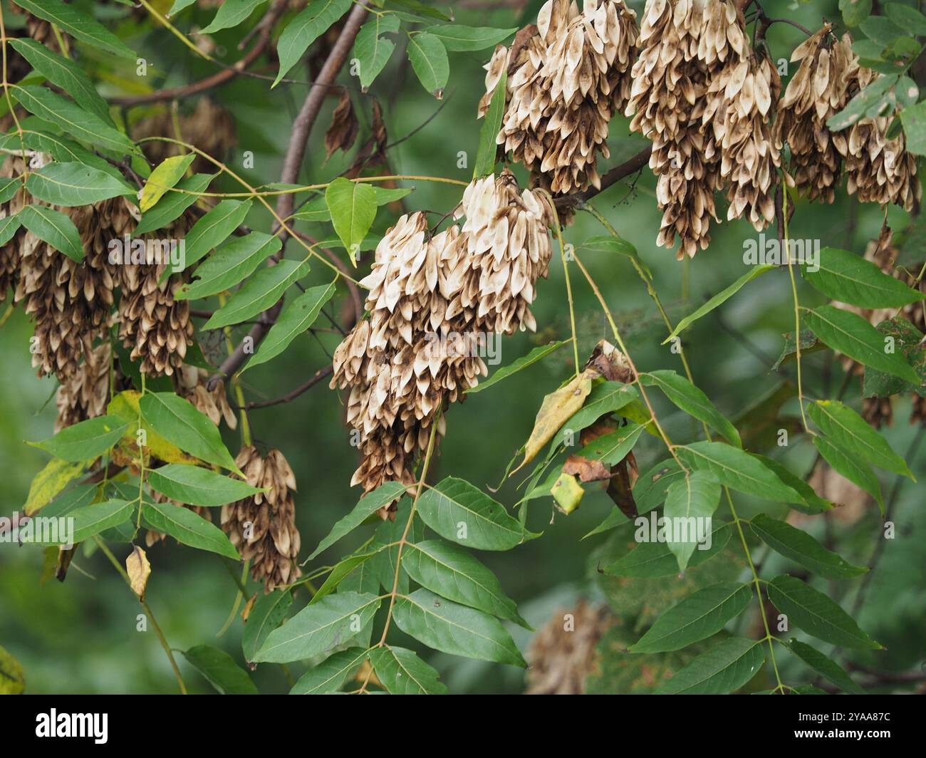 tree-of-heaven (Ailanthus altissima) Plantae Stock Photo - Alamy