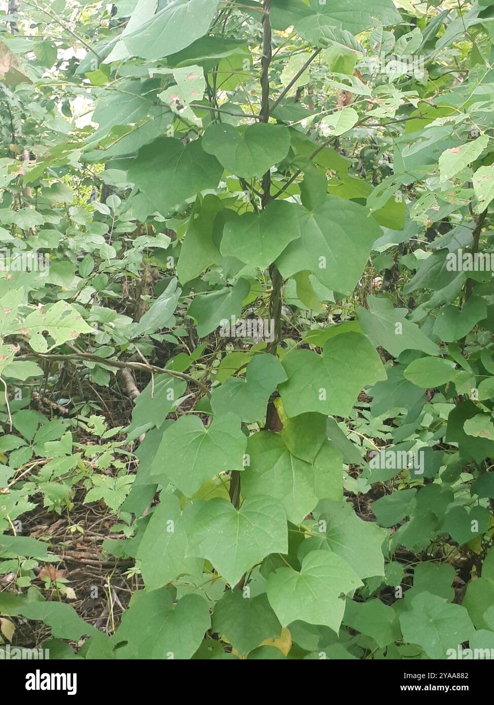 moonseed (Menispermum canadense) Plantae Stock Photo - Alamy