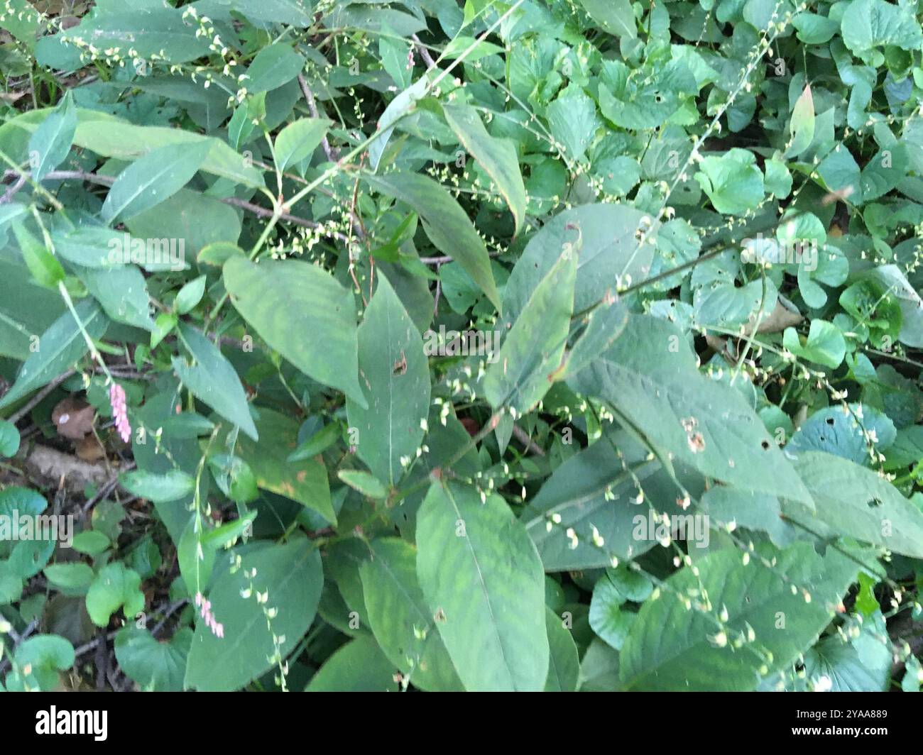 American jumpseed (Persicaria virginiana) Plantae Stock Photo - Alamy