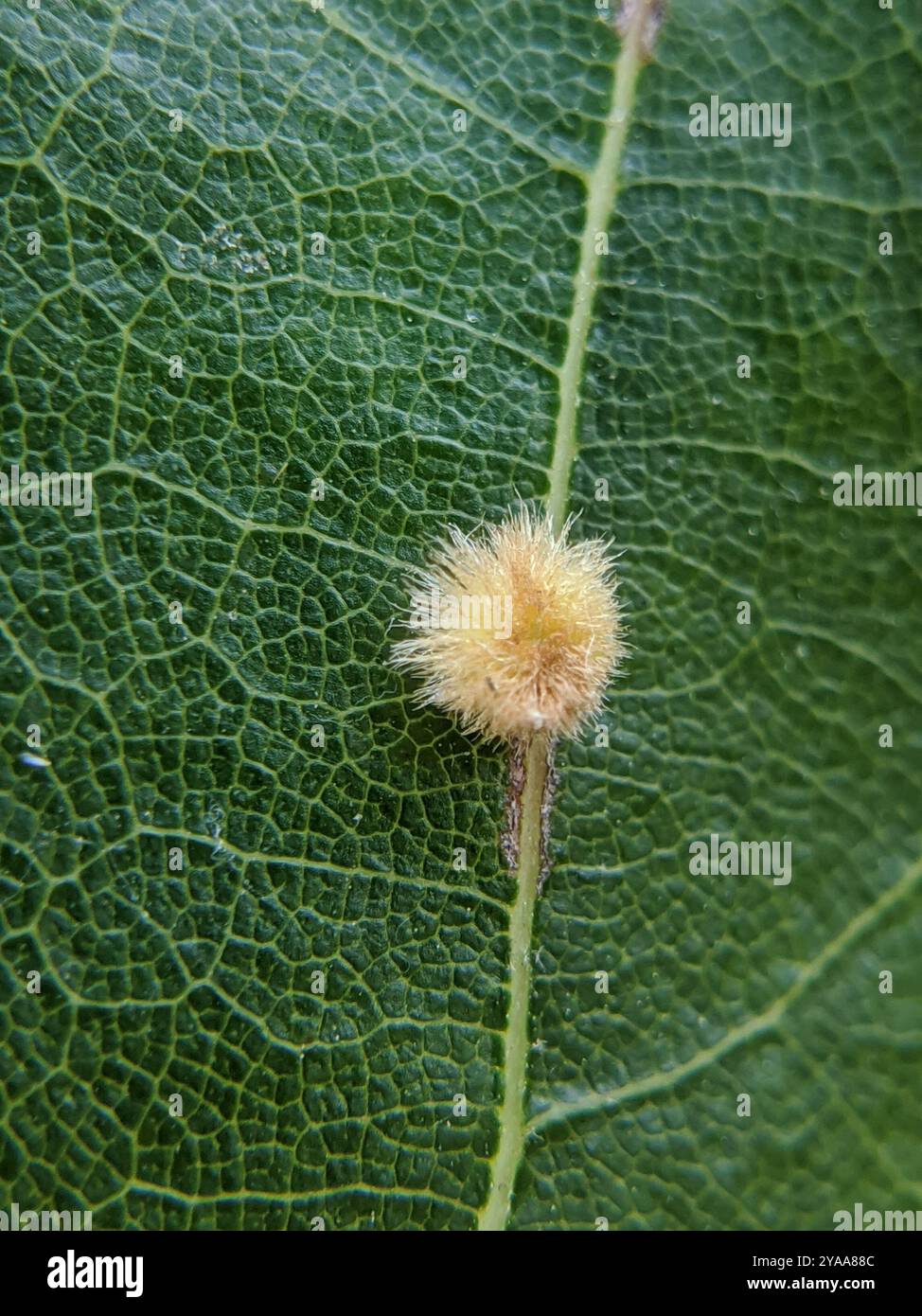 Furry Oak Leaf Gall Wasp (Callirhytis furva) Insecta Stock Photo - Alamy