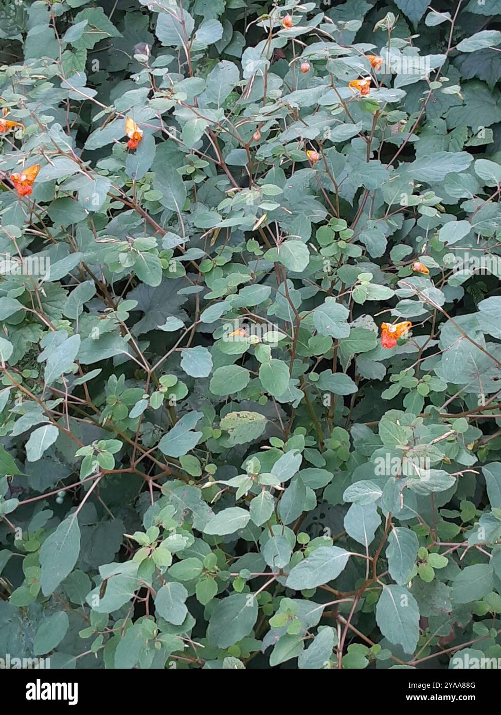 common jewelweed (Impatiens capensis) Plantae Stock Photo - Alamy