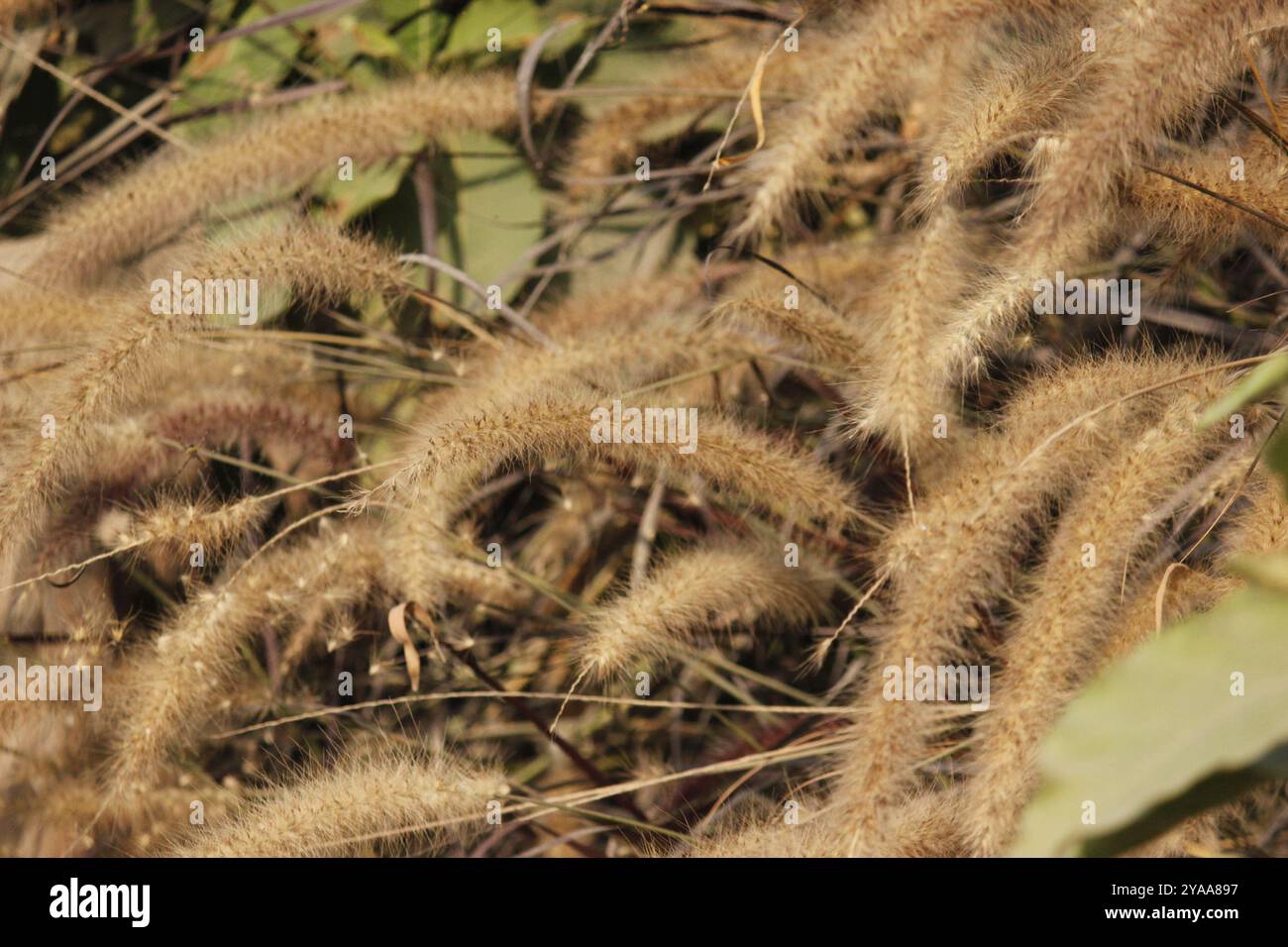 Fountain Grass (Cenchrus setaceus) Plantae Stock Photo - Alamy