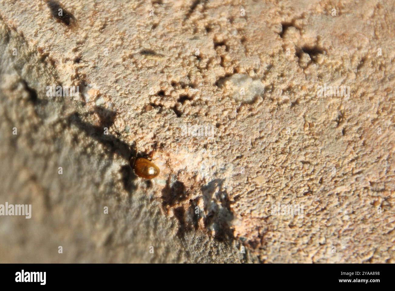 Cynegetis impunctata hi-res stock photography and images - Alamy