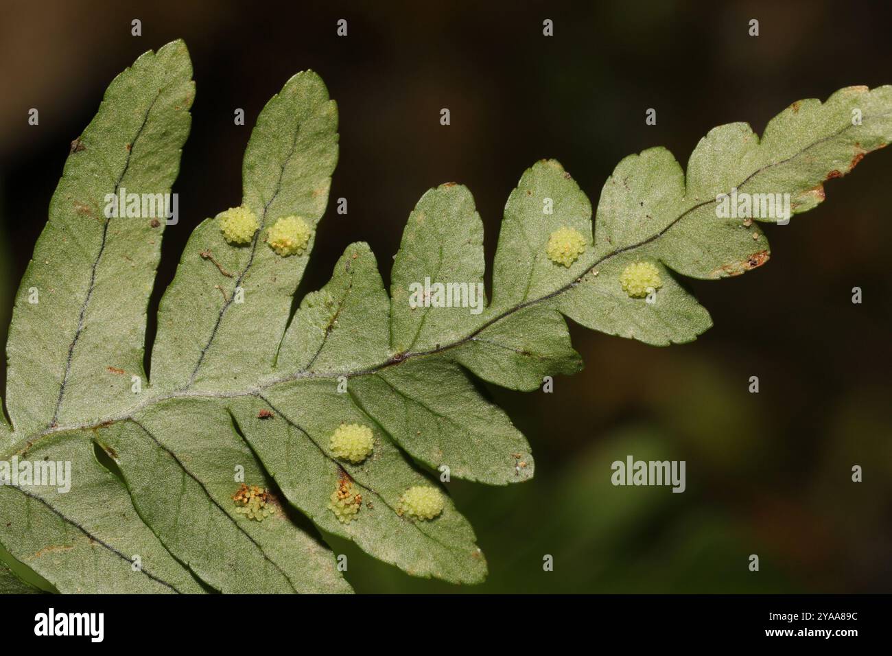 common polypody (Polypodium vulgare) Plantae Stock Photo - Alamy