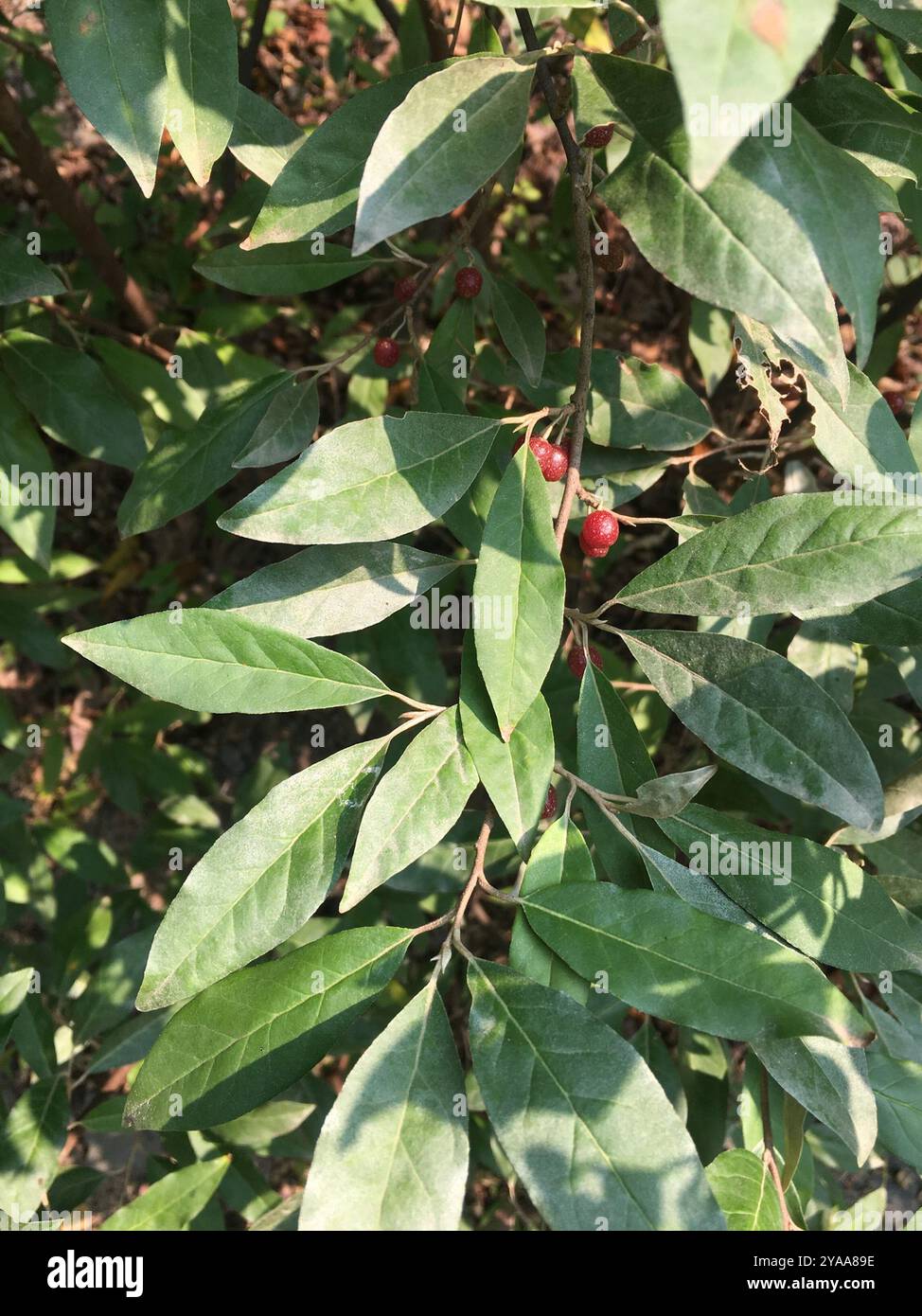 autumn olive (Elaeagnus umbellata) Plantae Stock Photo - Alamy