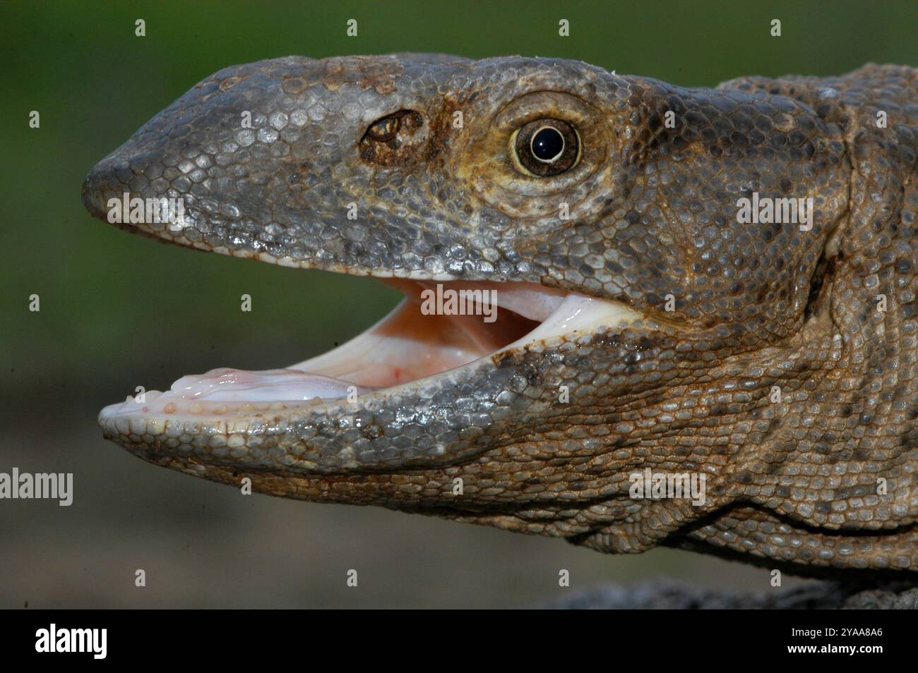 White-throated monitor (Varanus albigularis albigularis) Reptilia Stock ...