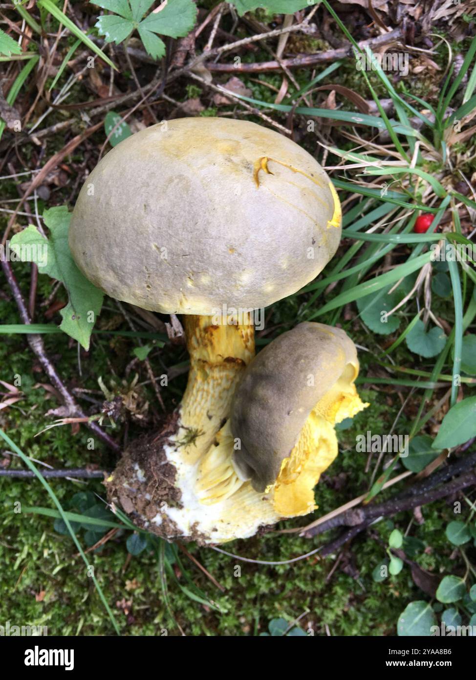Ornate-stalked bolete (Retiboletus ornatipes) Fungi Stock Photo - Alamy
