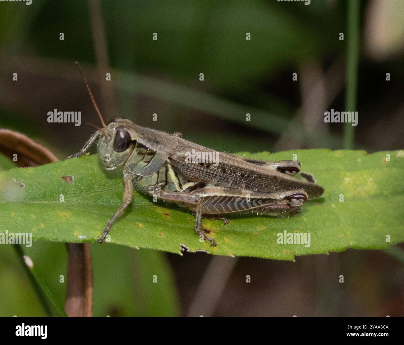 Red-legged Grasshopper (Melanoplus femurrubrum) Insecta Stock Photo - Alamy