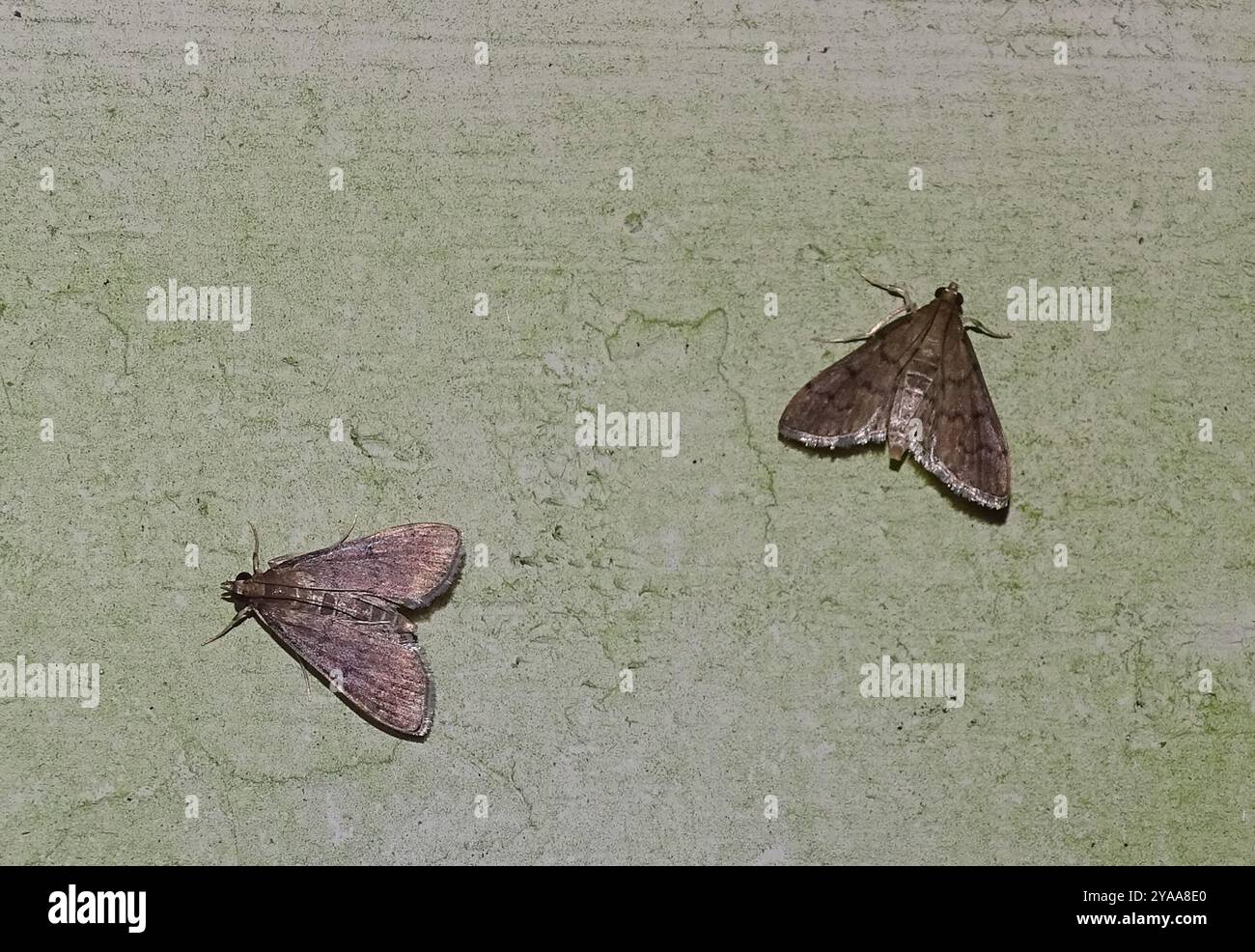 Dusky Herpetogramma Moth (Herpetogramma phaeopteralis) Insecta Stock ...