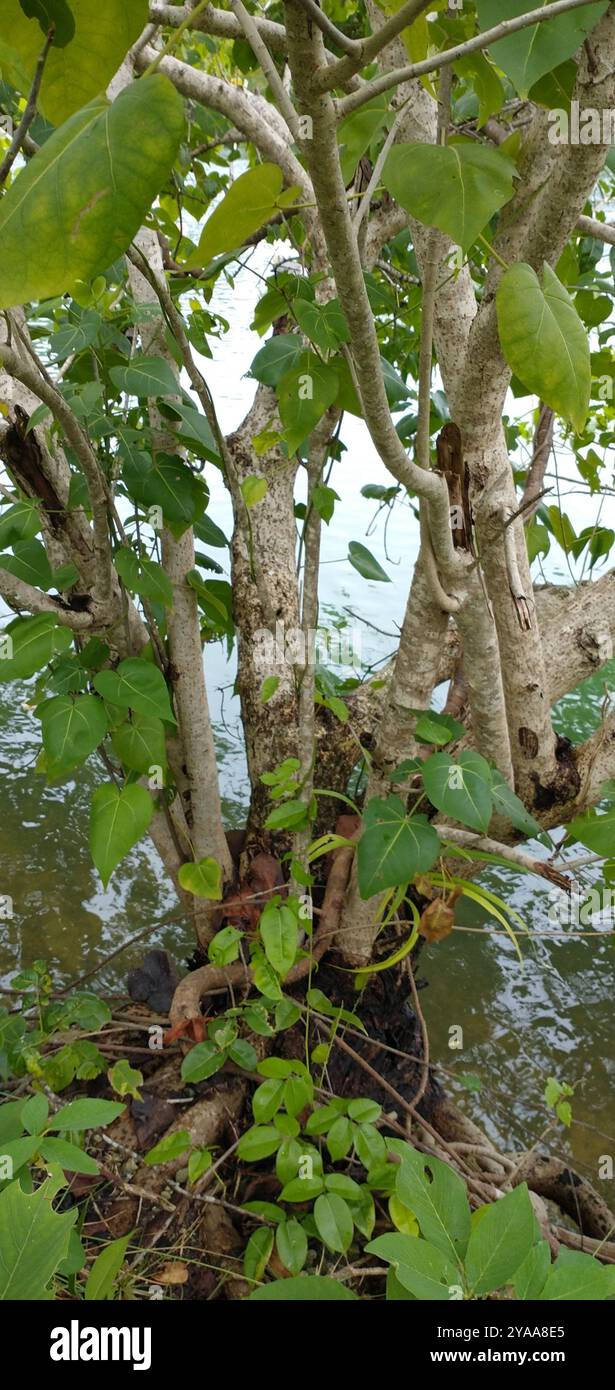 Portia tree (Thespesia populnea) Plantae Stock Photo - Alamy