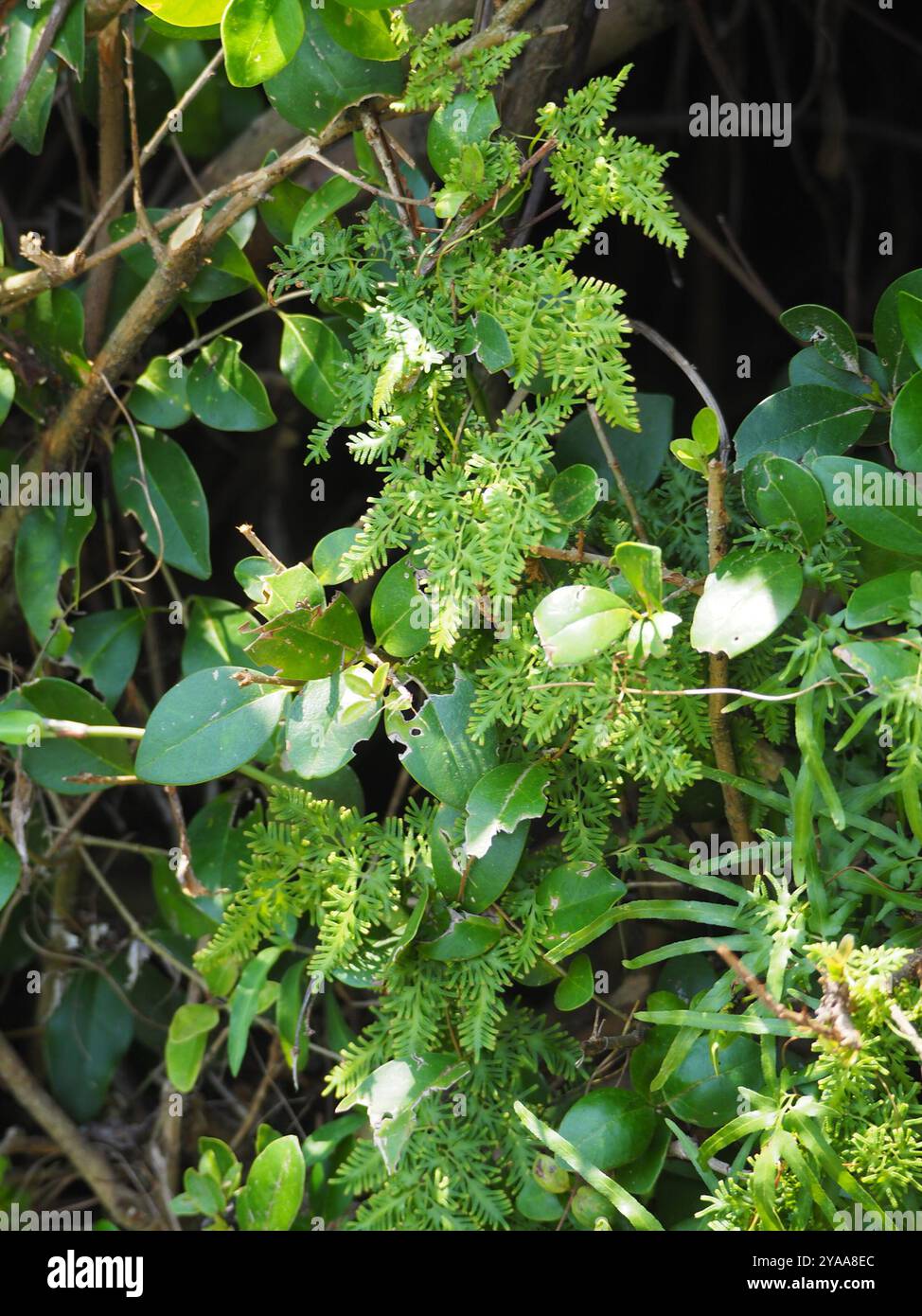 Japanese climbing fern (Lygodium japonicum) Plantae Stock Photo - Alamy