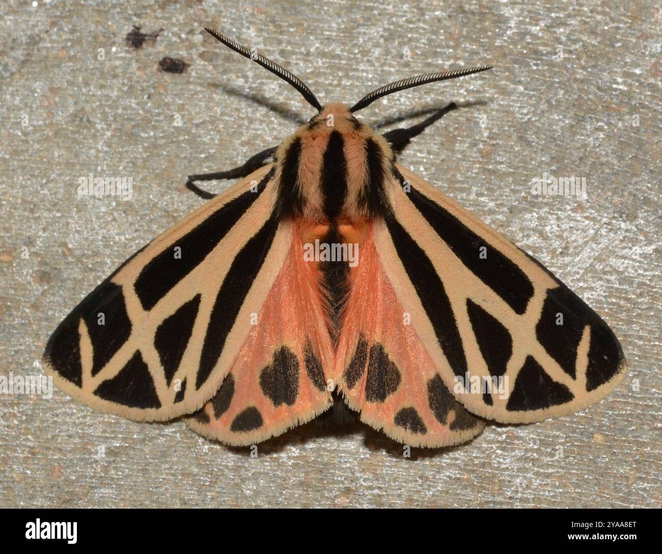 Harnessed moth hi-res stock photography and images - Alamy