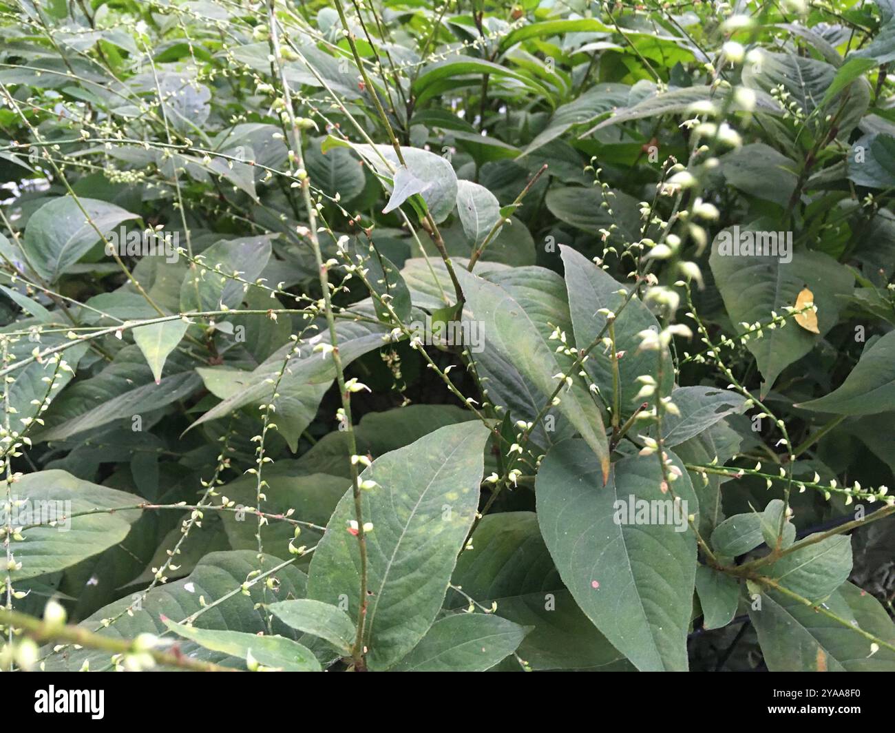 American jumpseed (Persicaria virginiana) Plantae Stock Photo - Alamy