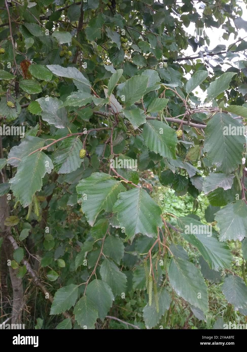 grey alder (Alnus incana) Plantae Stock Photo - Alamy