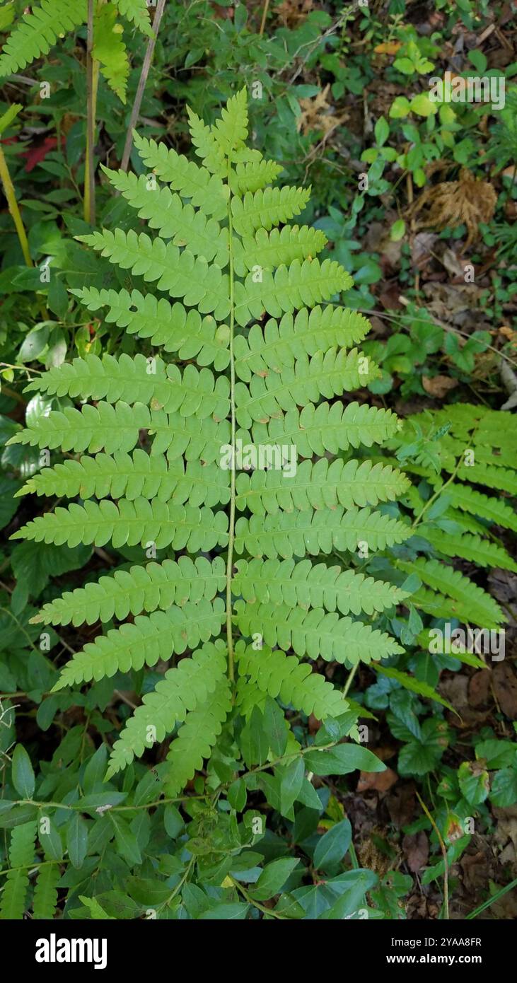 cinnamon fern (Osmundastrum cinnamomeum) Plantae Stock Photo - Alamy