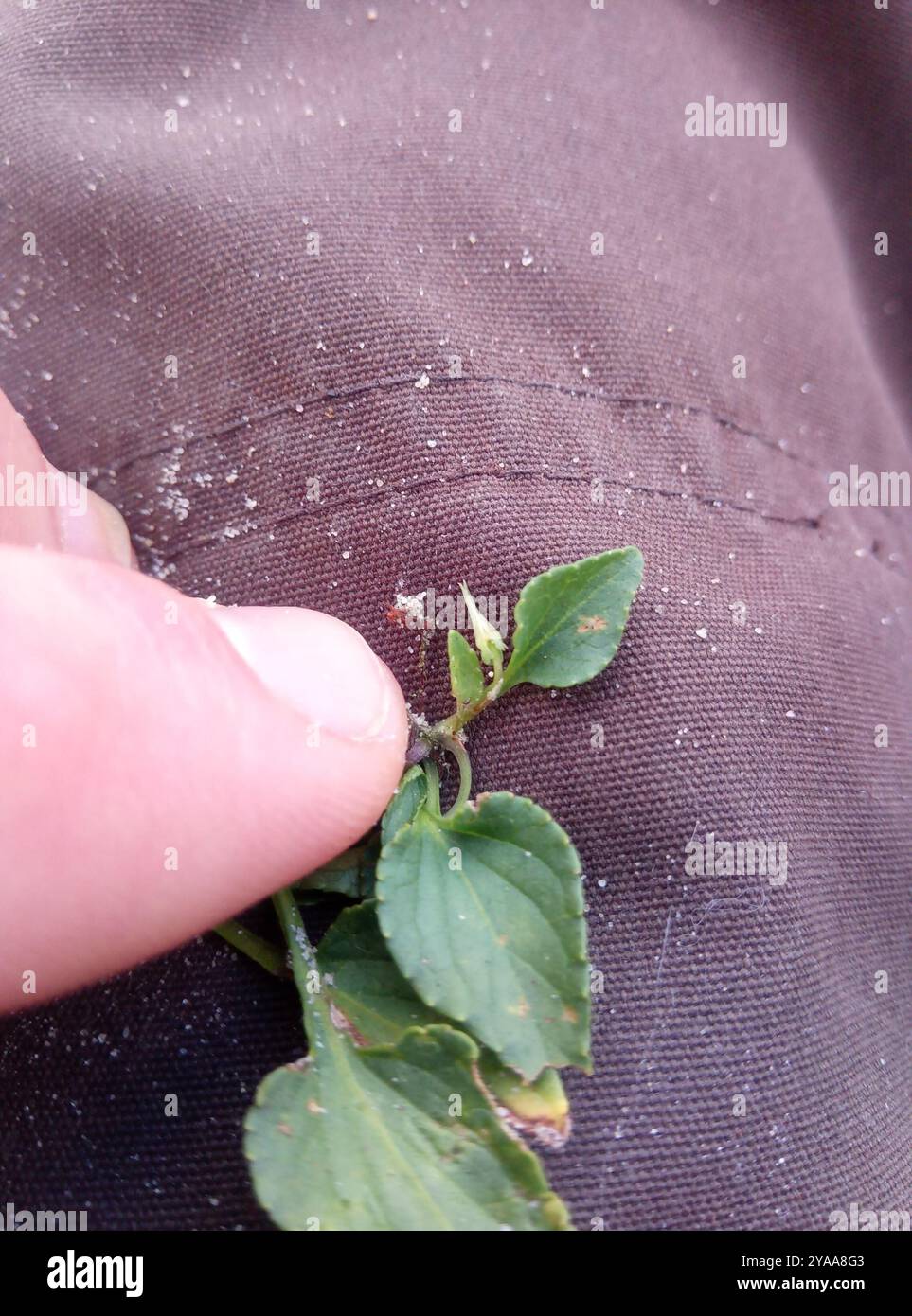 Heath Dog-Violet (Viola canina) Plantae Stock Photo - Alamy