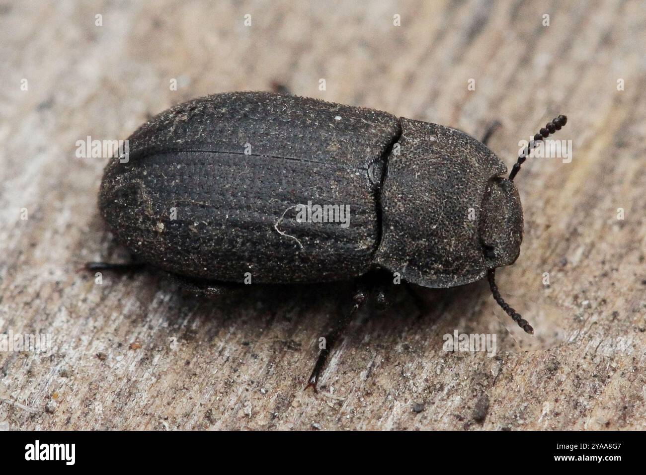 Dusty Surface Beetles (Gonocephalum) Insecta Stock Photo - Alamy