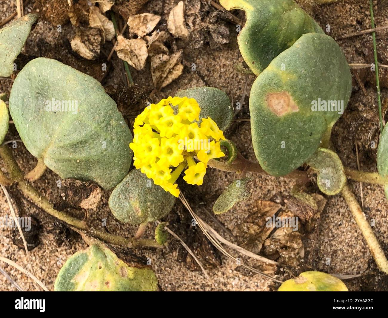 Yellow Sand Verbena (Abronia latifolia) Plantae Stock Photo - Alamy