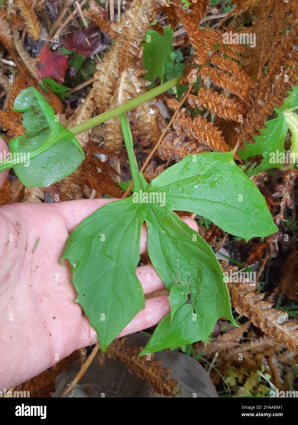 tall rattlesnake root (Nabalus altissimus) Plantae Stock Photo - Alamy
