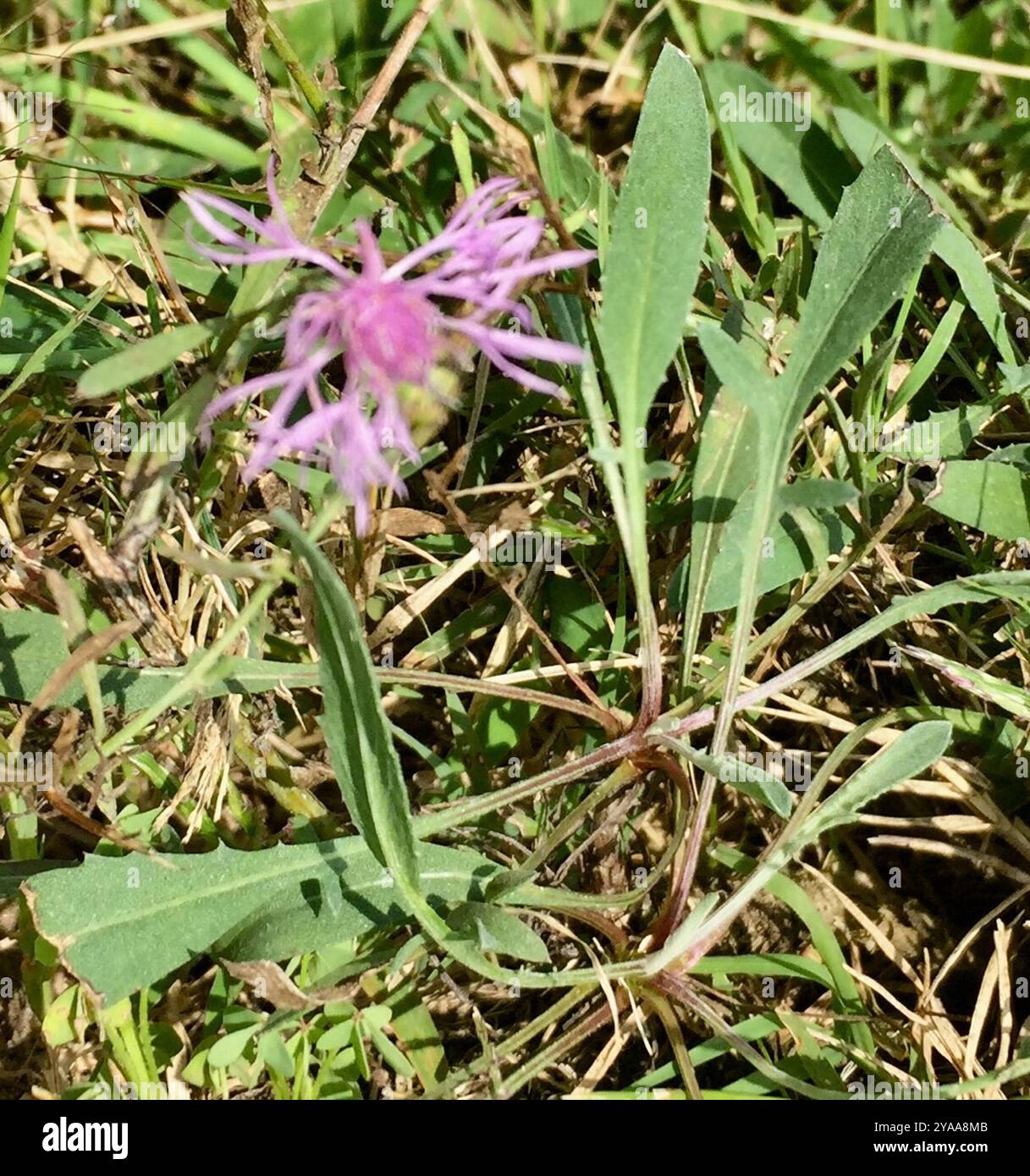spotted knapweed (Centaurea stoebe) Plantae Stock Photo - Alamy