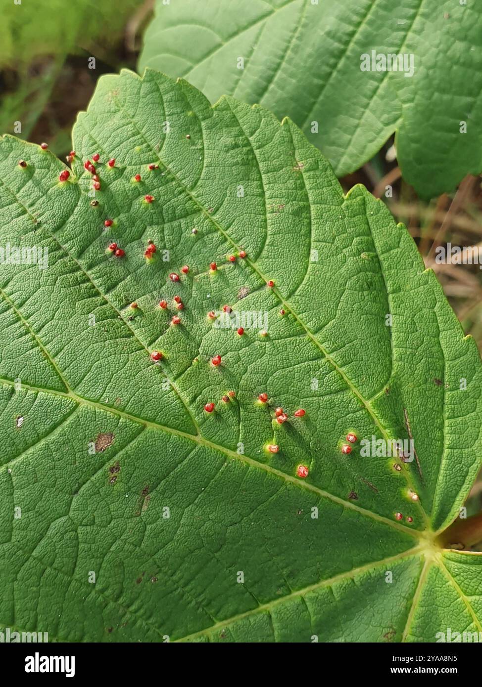 Maple gall mite (Aceria macrorhyncha) Arachnida Stock Photo - Alamy