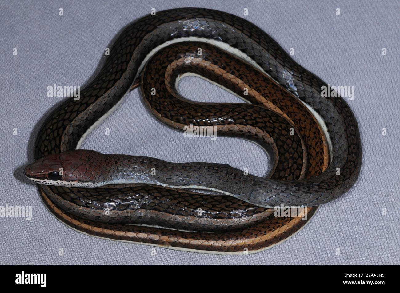 Eastern Stripe-bellied Sand Snake (Psammophis orientalis) Reptilia ...