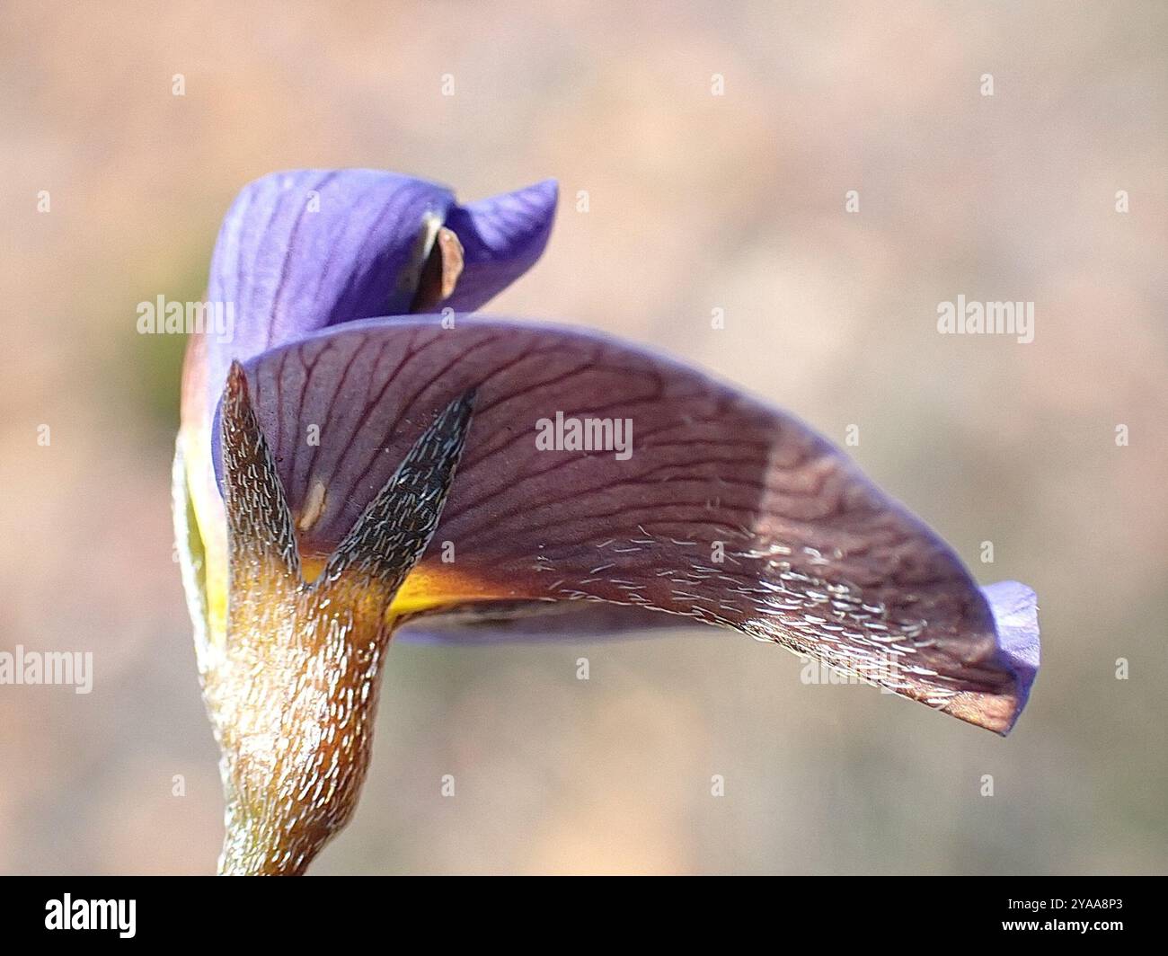 (Lotononis filiformis) Plantae Stock Photo - Alamy