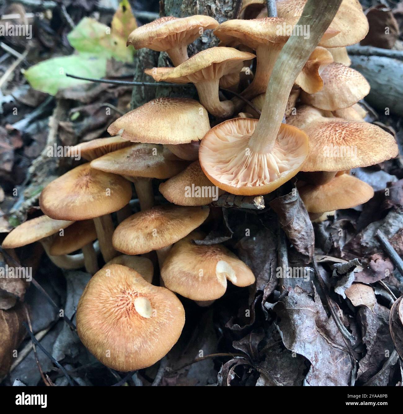 Ringless Honey Mushroom (Desarmillaria caespitosa) Fungi Stock Photo ...