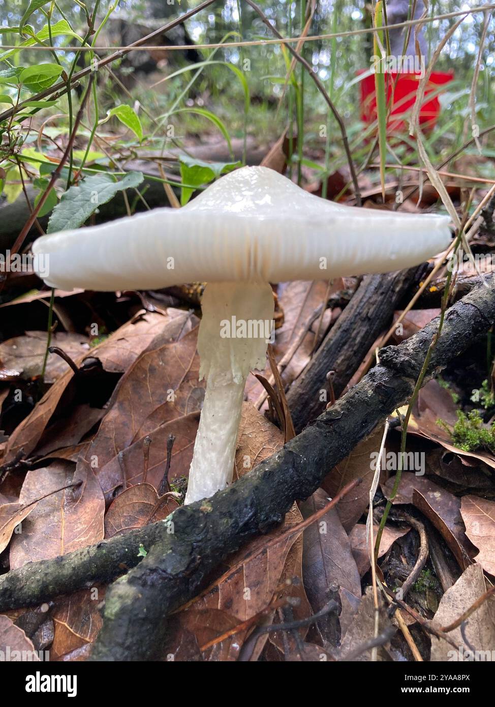Eastern North American Destroying Angel (Amanita bisporigera) Fungi ...