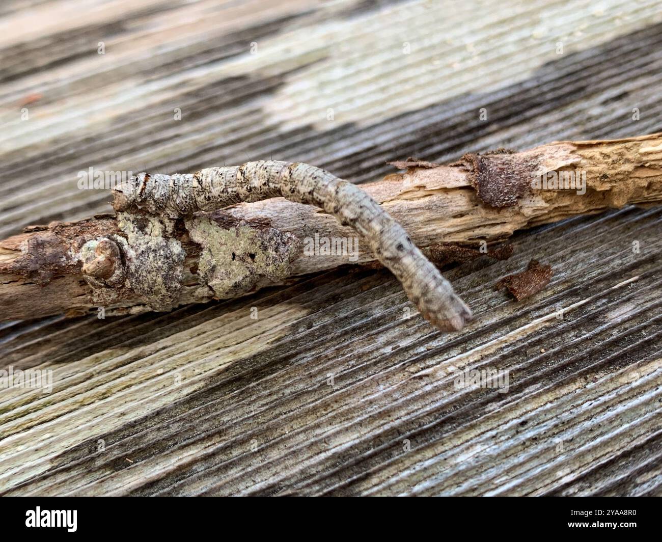 Geometer Moths (Geometridae) Insecta Stock Photo - Alamy
