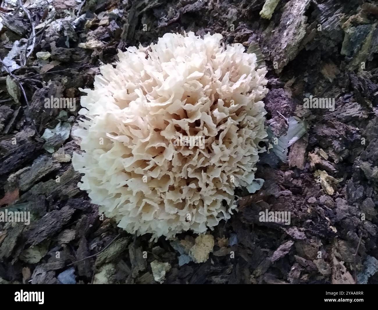 Eastern cauliflower mushroom (Sparassis spathulata) Fungi Stock Photo ...