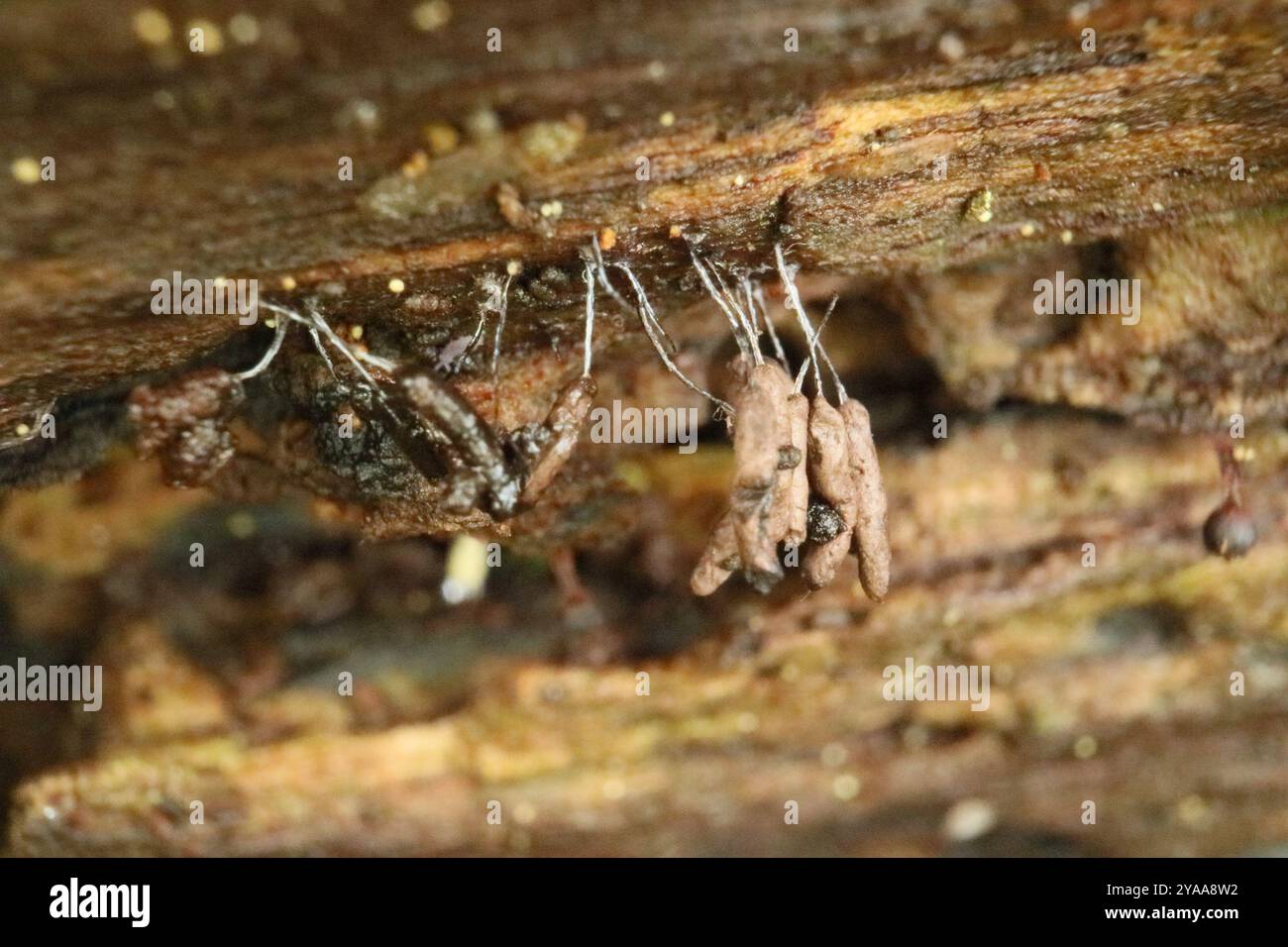 (Stemonitopsis typhina) Protozoa Stock Photo - Alamy