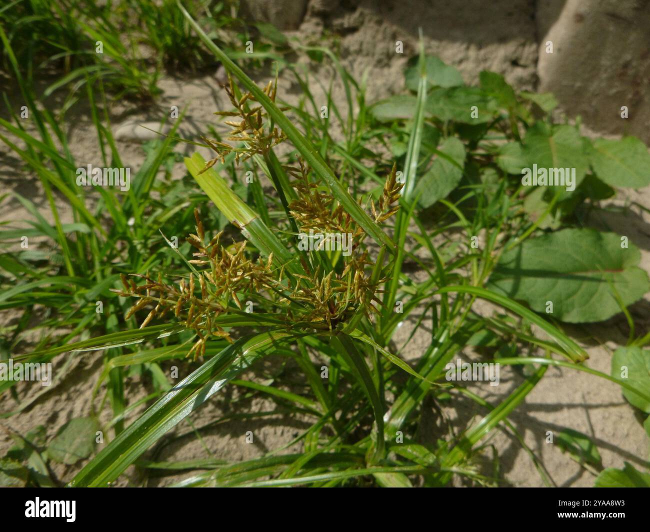 yellow nutsedge (Cyperus esculentus) Plantae Stock Photo - Alamy