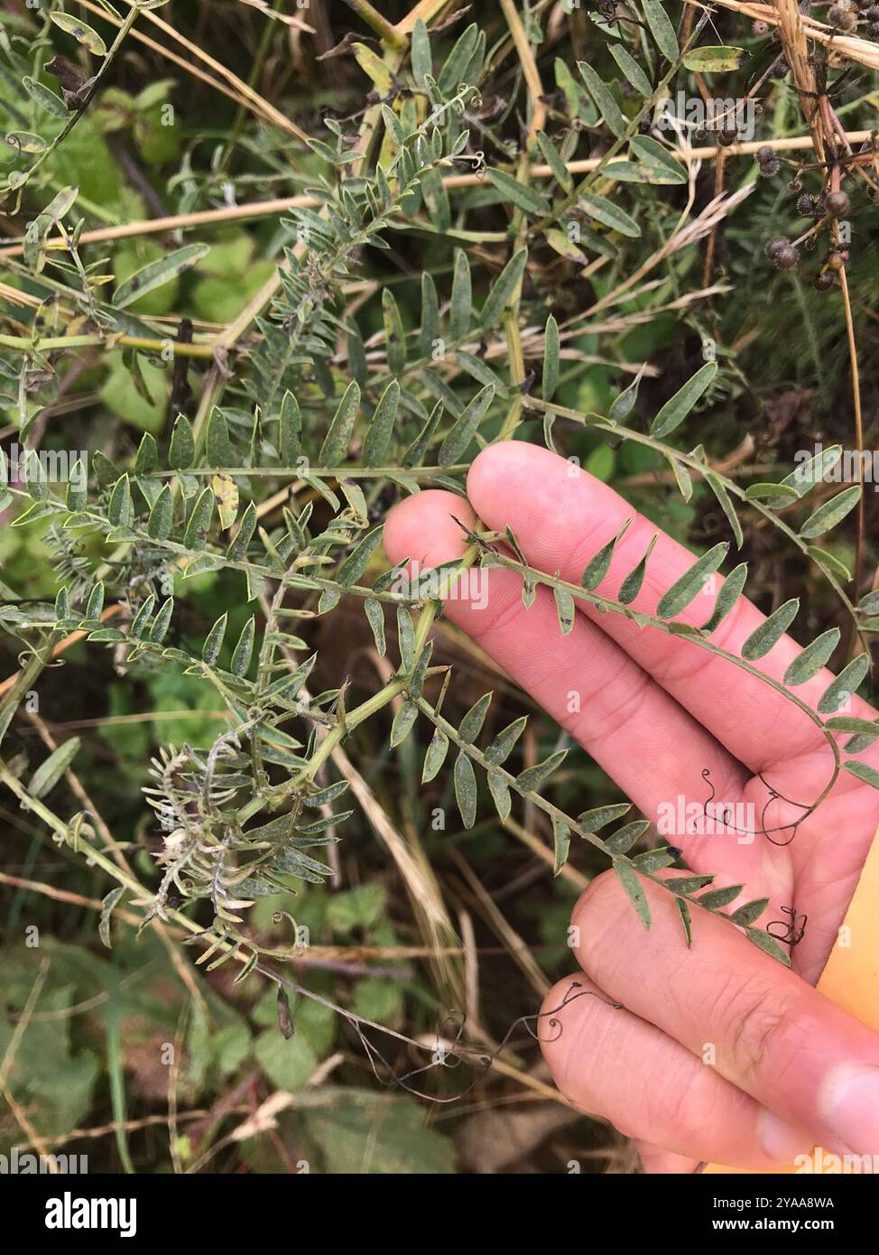 giant vetch (Vicia gigantea) Plantae Stock Photo - Alamy