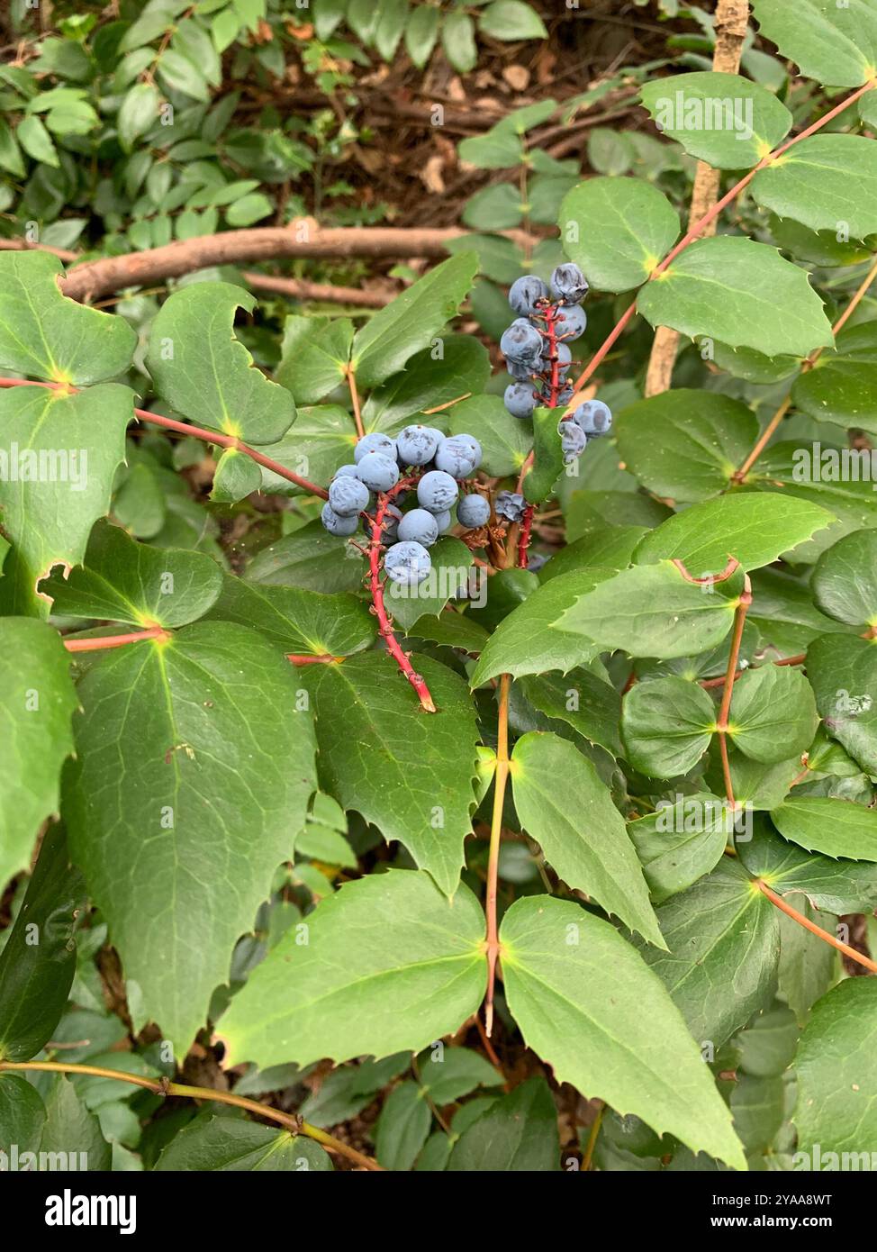 Cascade Oregon-grape (Berberis nervosa) Plantae Stock Photo - Alamy