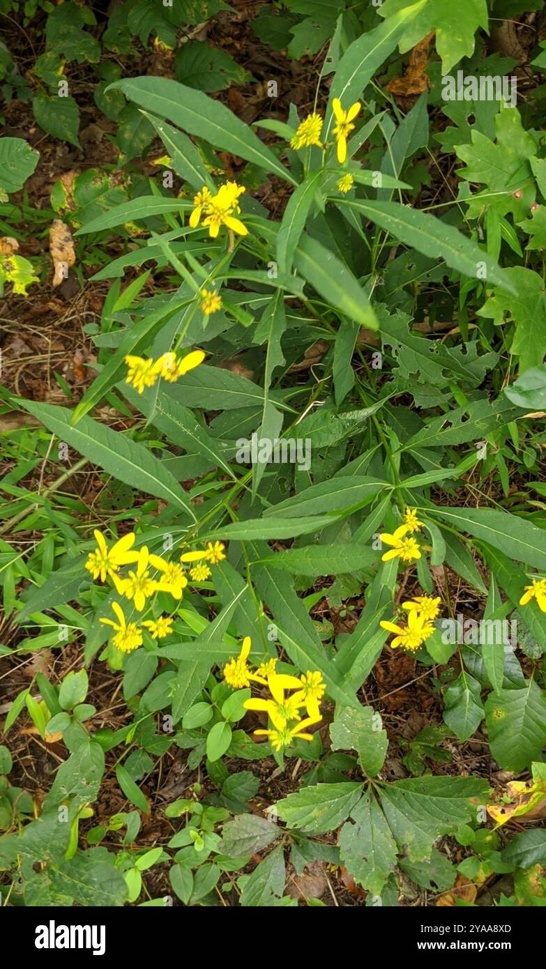 Wingstem (Verbesina alternifolia) Plantae Stock Photo - Alamy