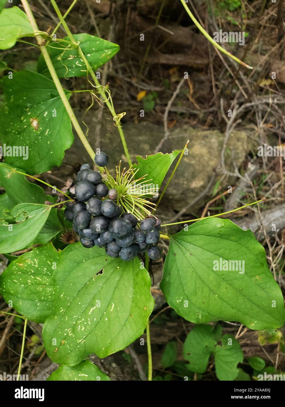greenbriers (Smilax) Plantae Stock Photo - Alamy