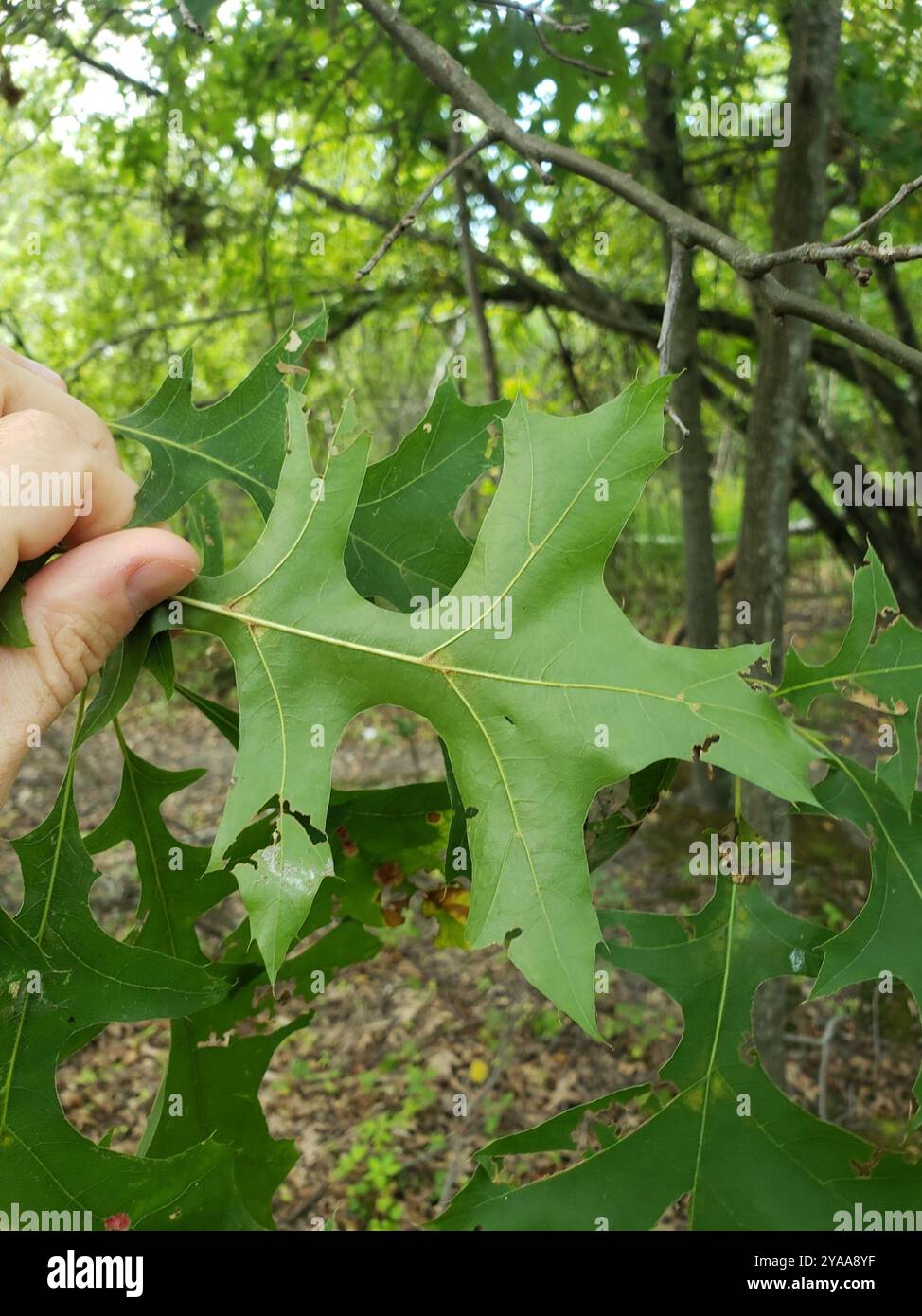 oaks (Quercus) Plantae Stock Photo - Alamy