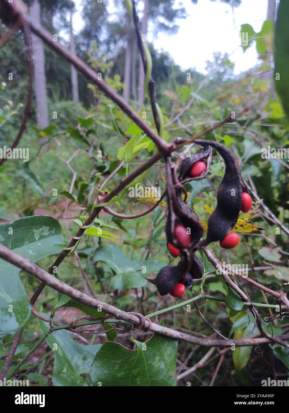 Coral Bean (Erythrina herbacea) Plantae Stock Photo - Alamy