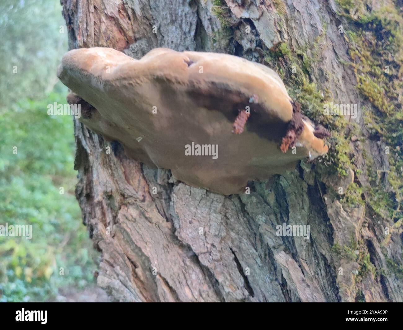 Willow Bracket (Phellinus igniarius) Fungi Stock Photo - Alamy