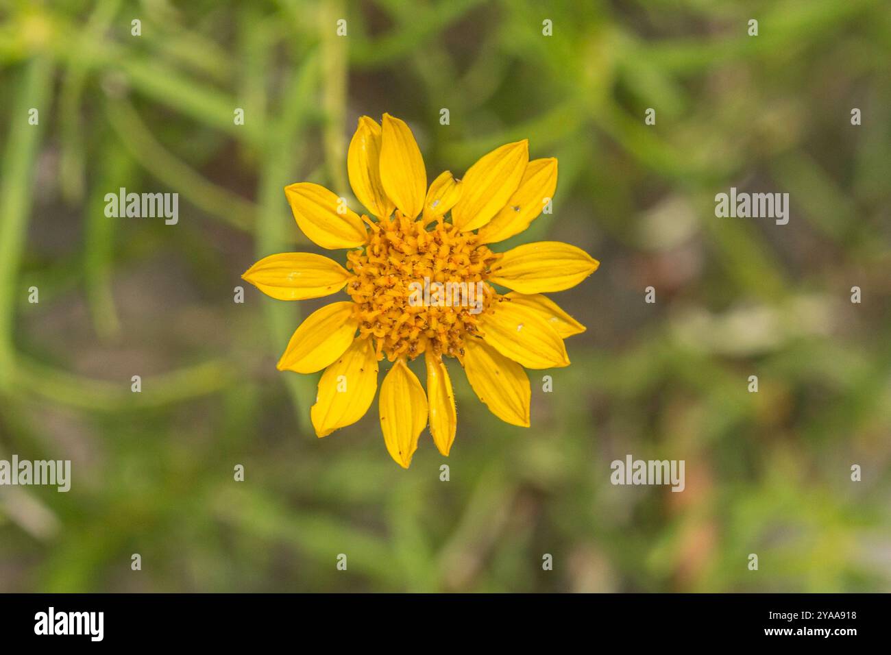 Skeletonleaf Goldeneye (Sidneya tenuifolia) Plantae Stock Photo - Alamy