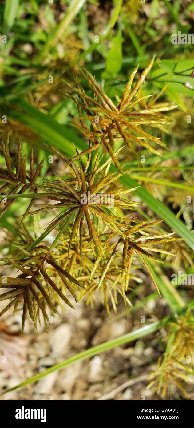 Fragrant flatsedge (Cyperus odoratus) Plantae Stock Photo - Alamy