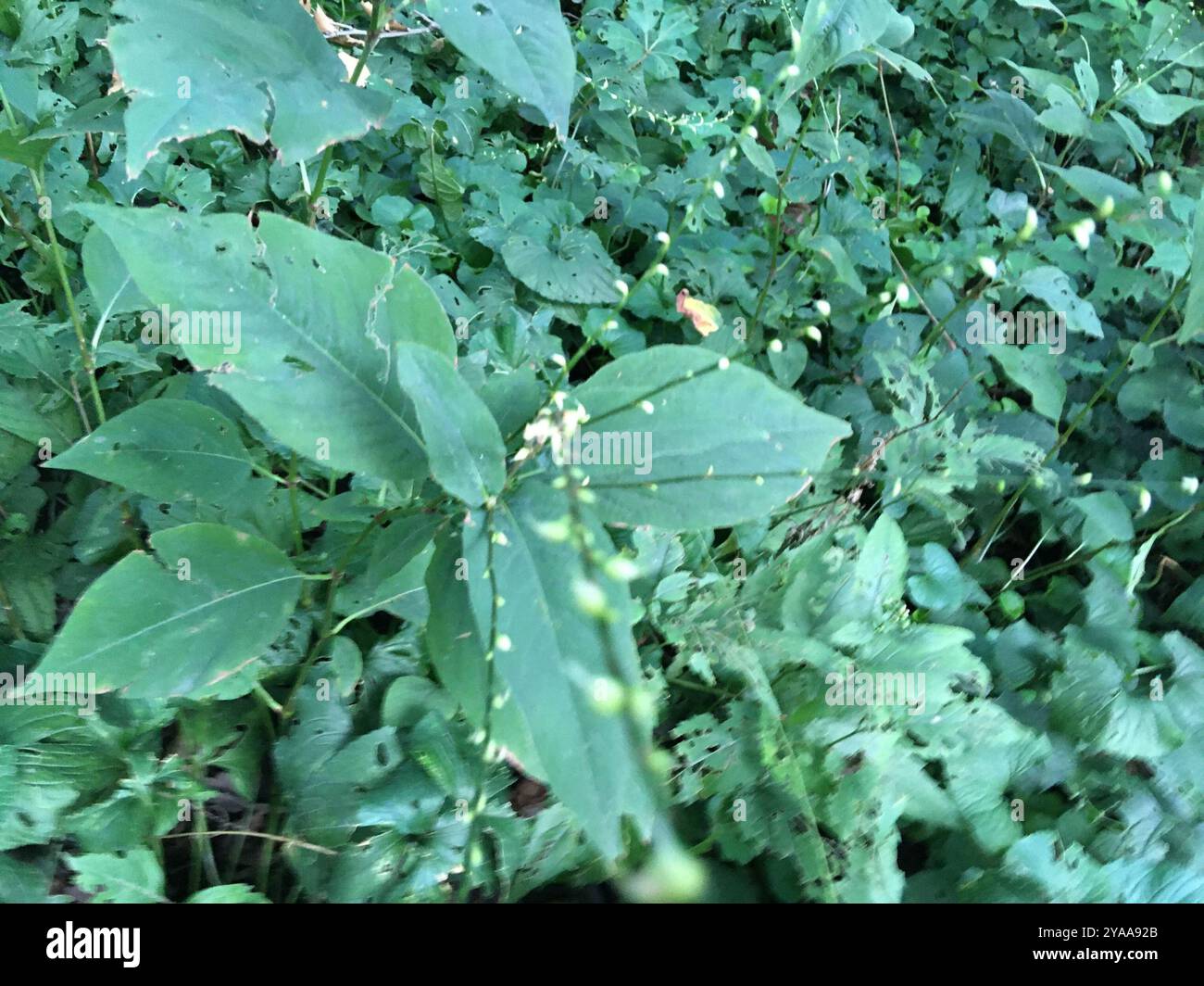 American jumpseed (Persicaria virginiana) Plantae Stock Photo - Alamy